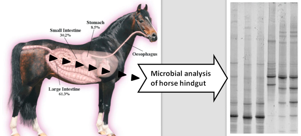 Horses Digestive System